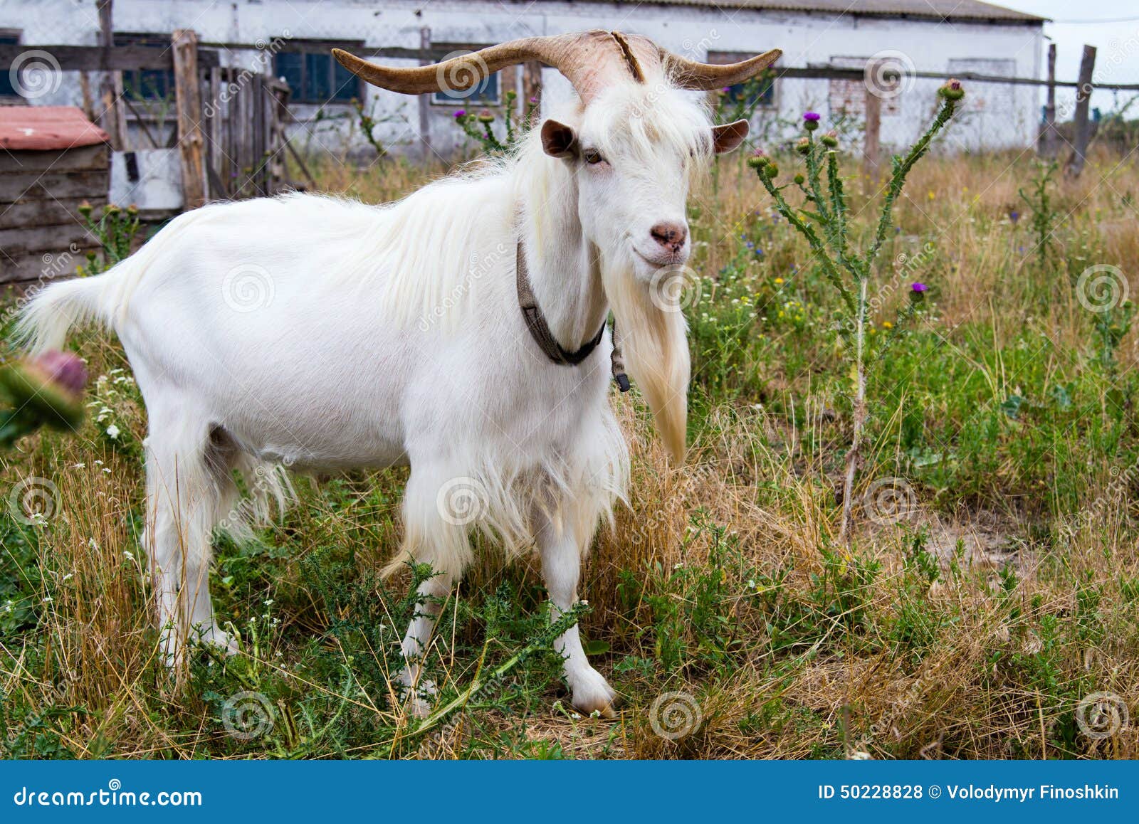 He-goat in outdoor stock photo. Image of agriculture - 50228828