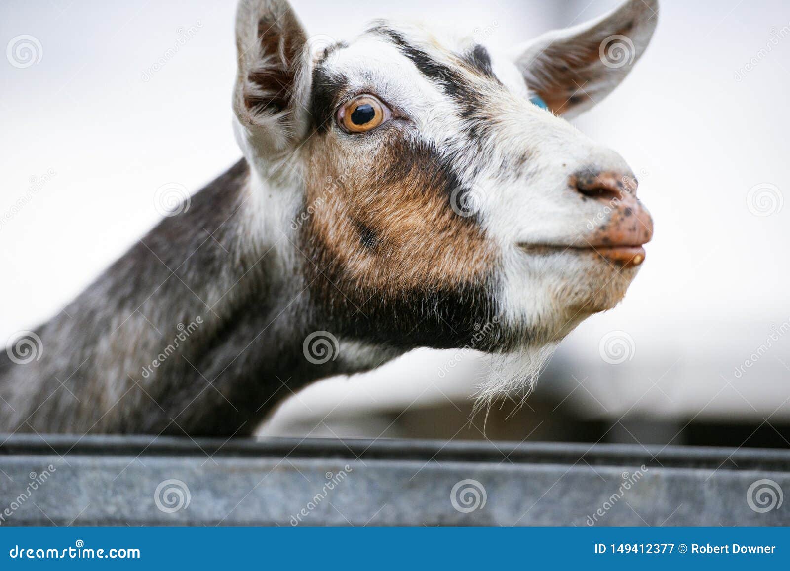 Goat Outside during the Day Stock Image - Image of eyes, mammal: 149412377