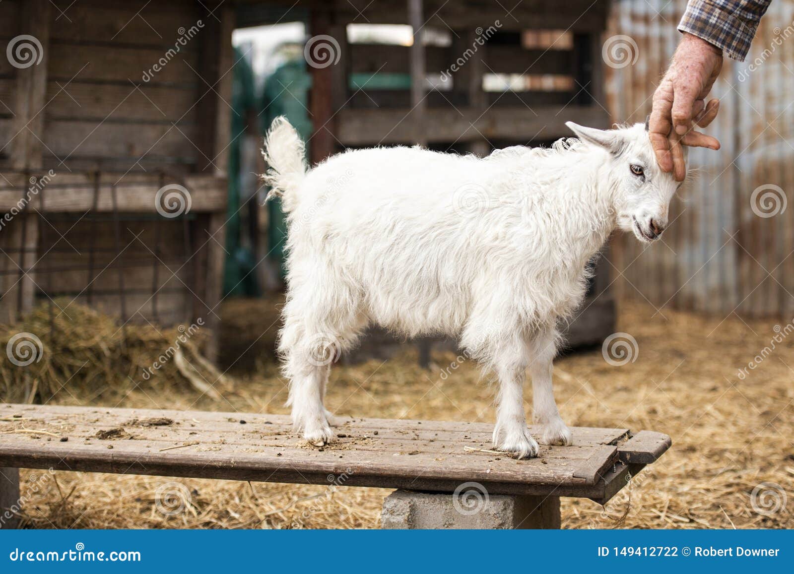 Goat Outside during the Day Stock Photo - Image of hair, farm: 149412722