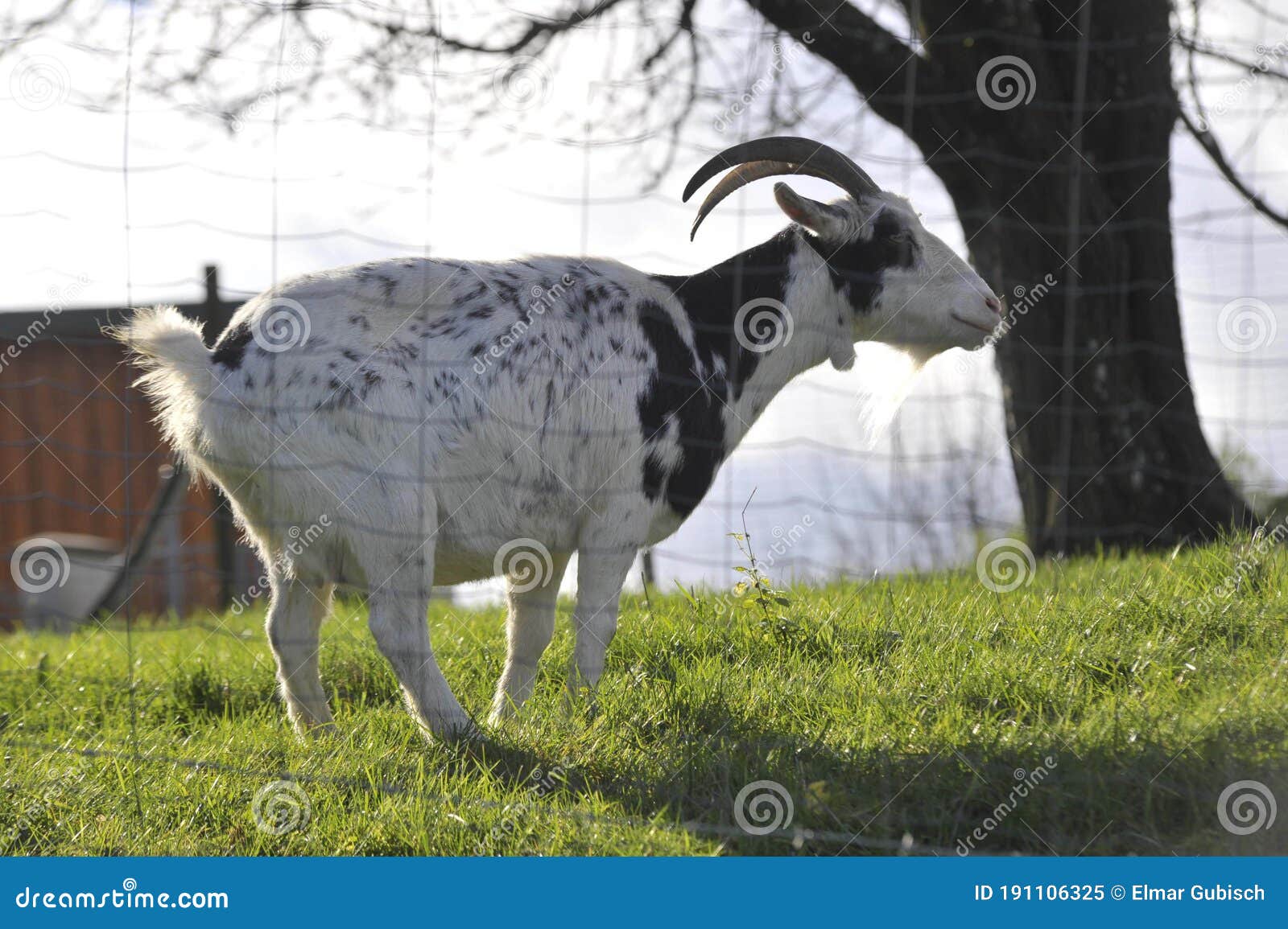 Goat at the Outside and on Grass Stock Image - Image of agricultural ...