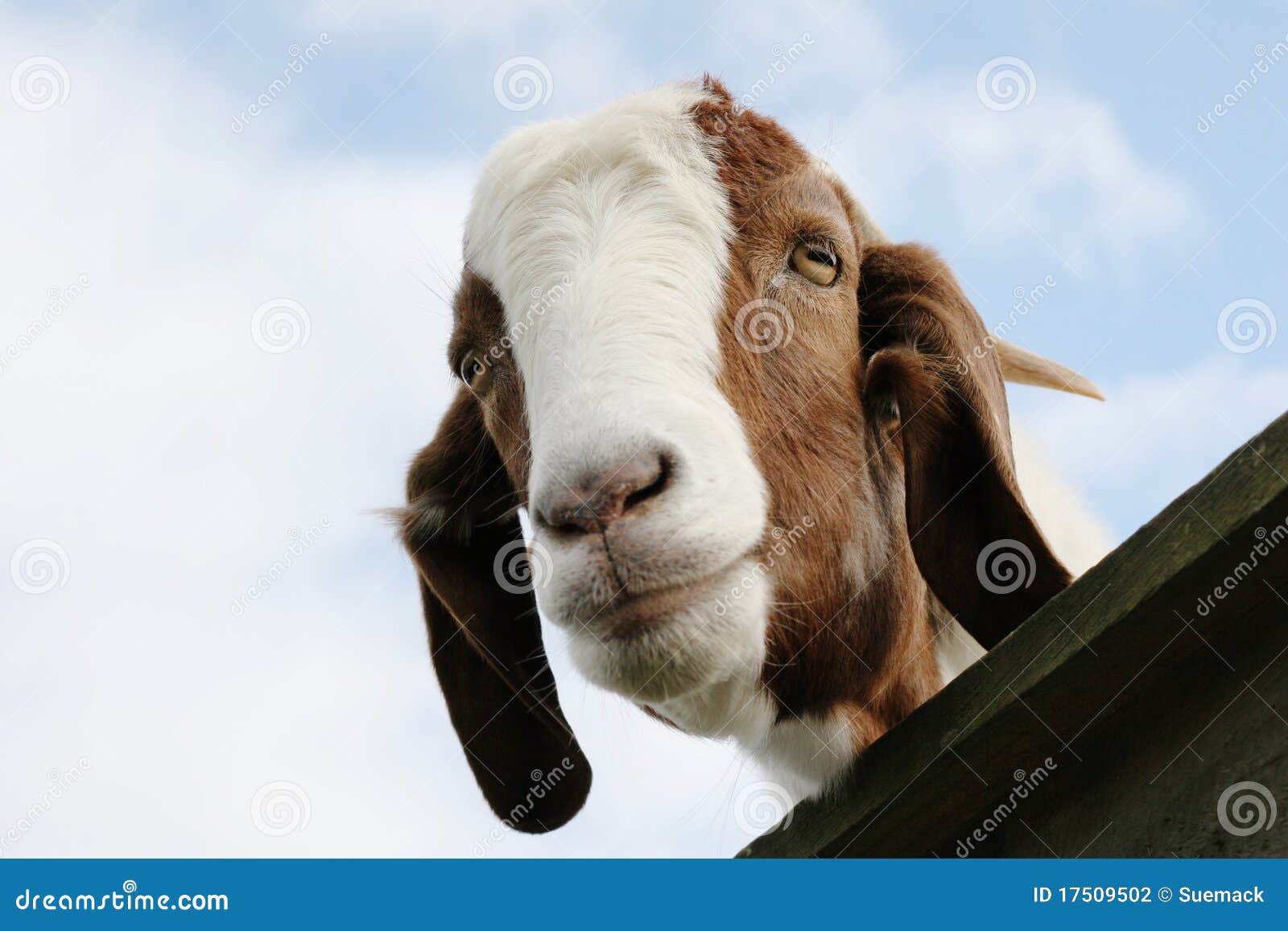Goat in the paddock stock photo. Image of horns, brown - 17509502