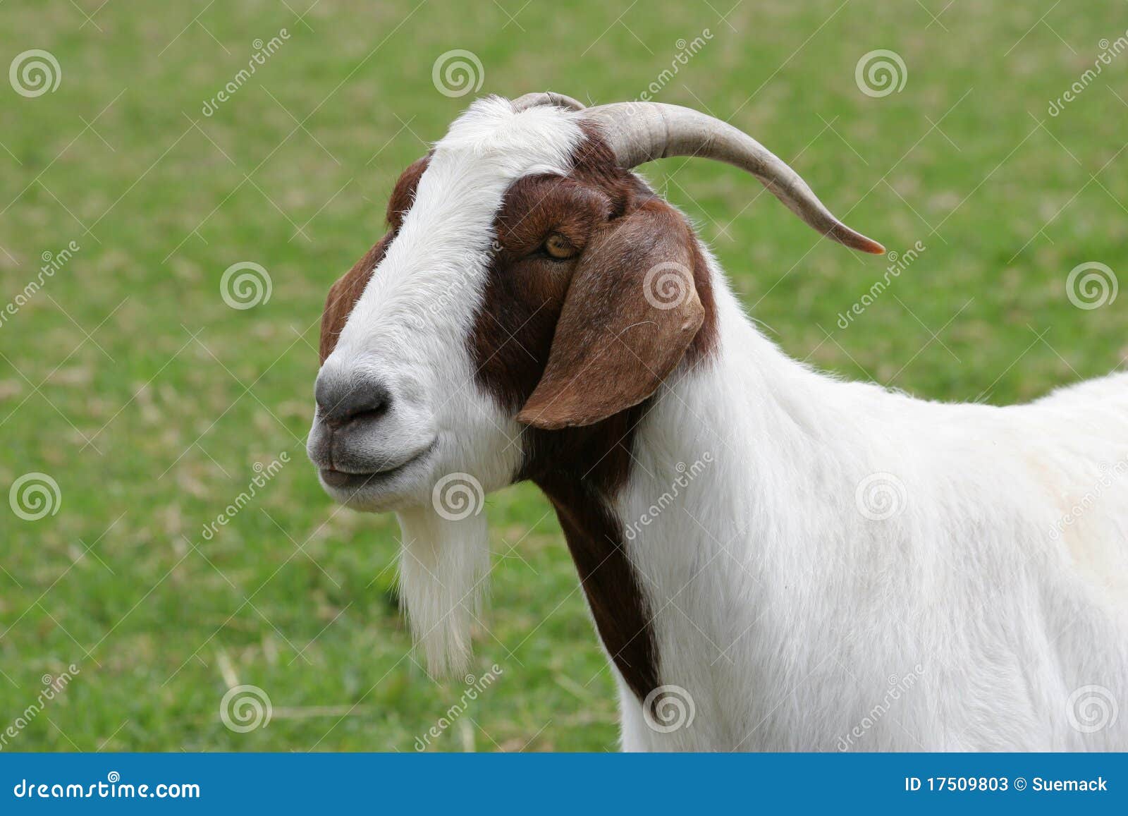 Goat in the paddock stock image. Image of farm, field - 17509803