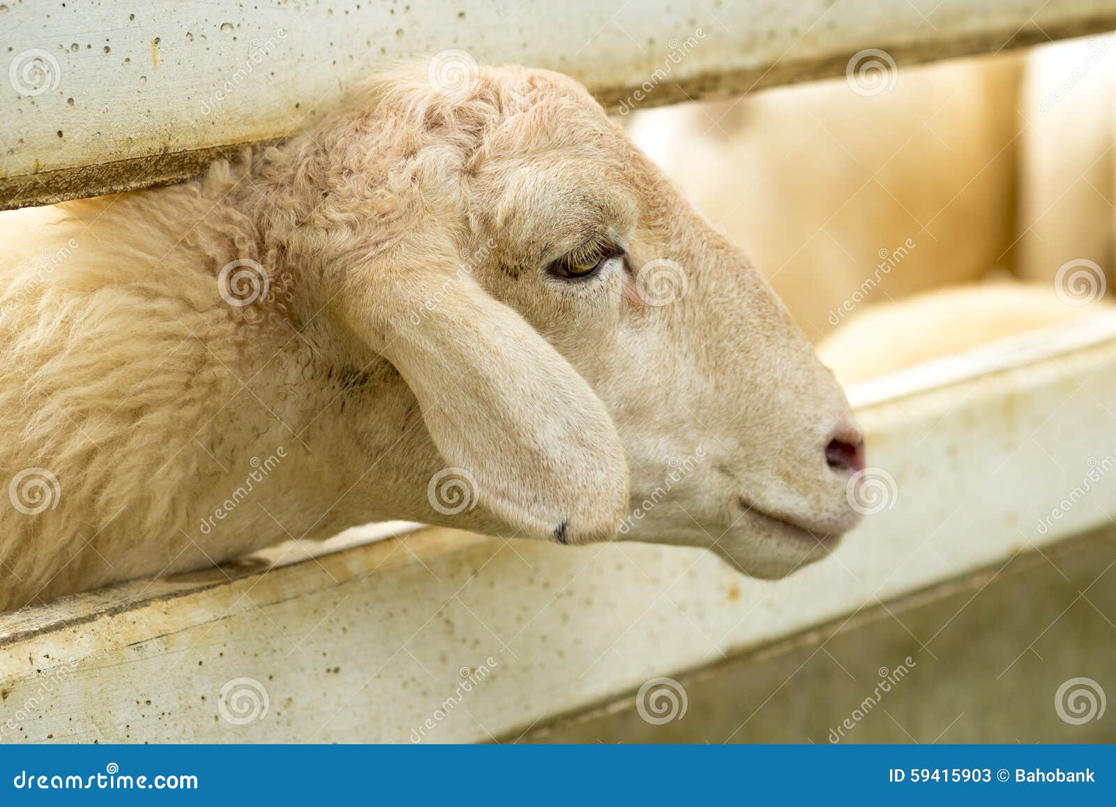 Goat in the paddock stock image. Image of funny, country - 59415903