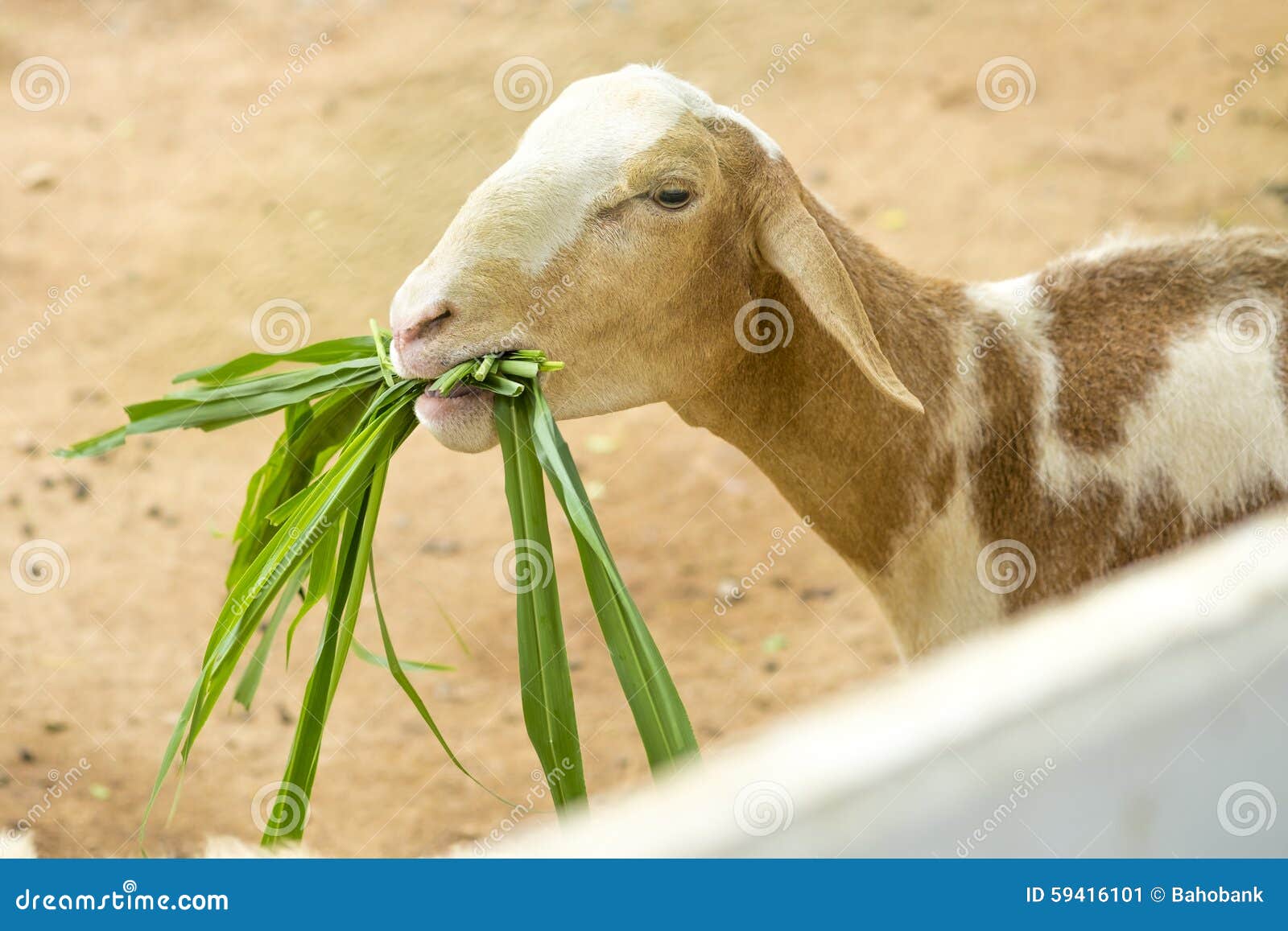 Goat in the paddock stock image. Image of baby, field - 59416101
