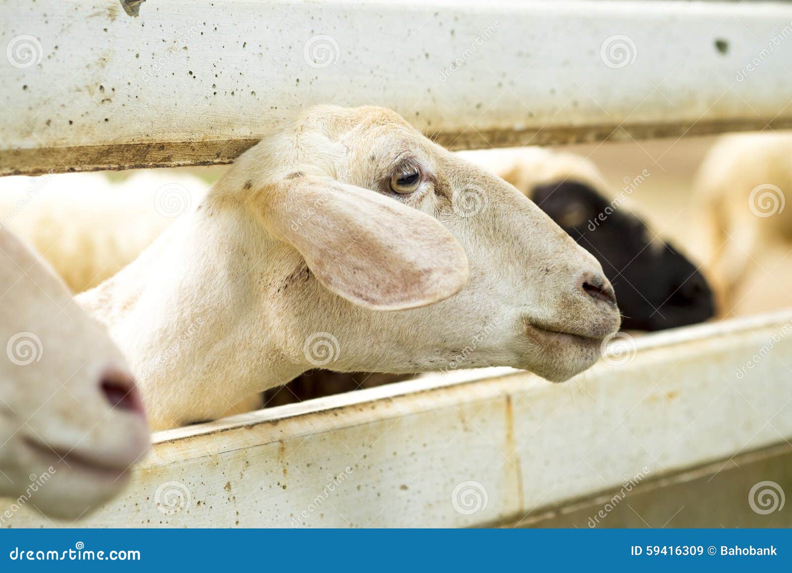 Goat in the paddock stock image. Image of front, horizontal - 59416309