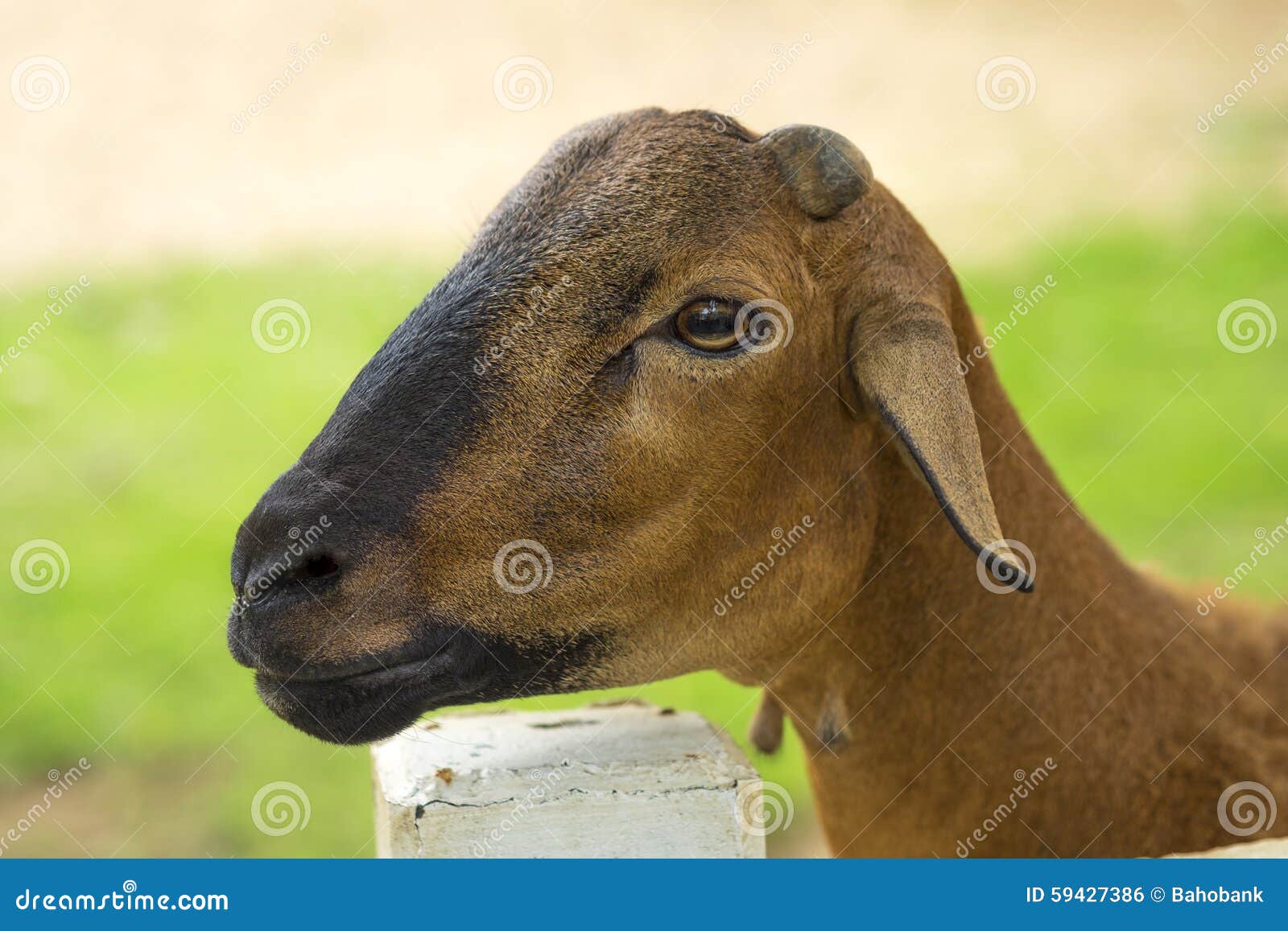 Goat in the paddock stock photo. Image of feeding, face - 59427386