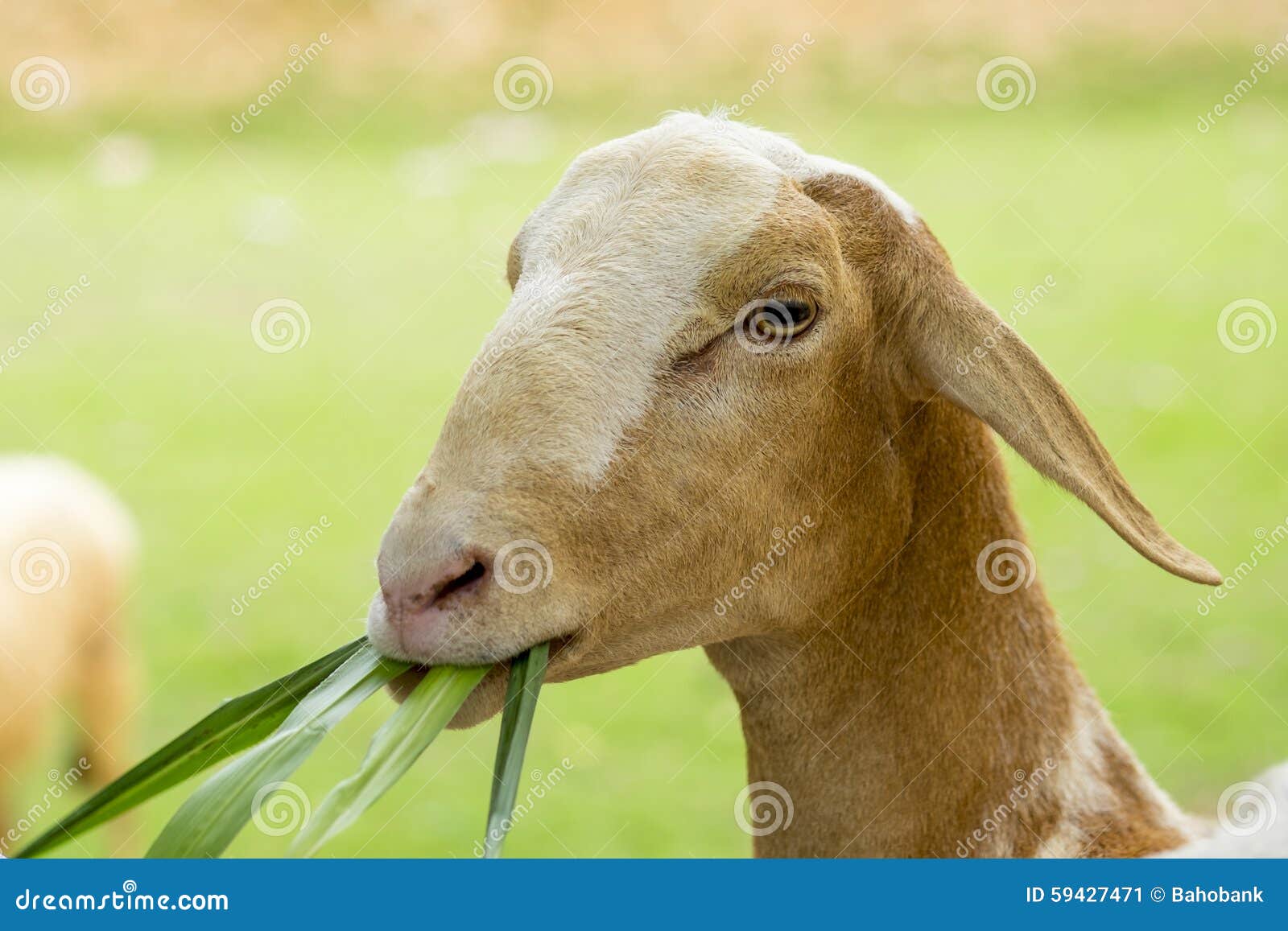 Goat in the paddock stock image. Image of graze, domestic - 59427471