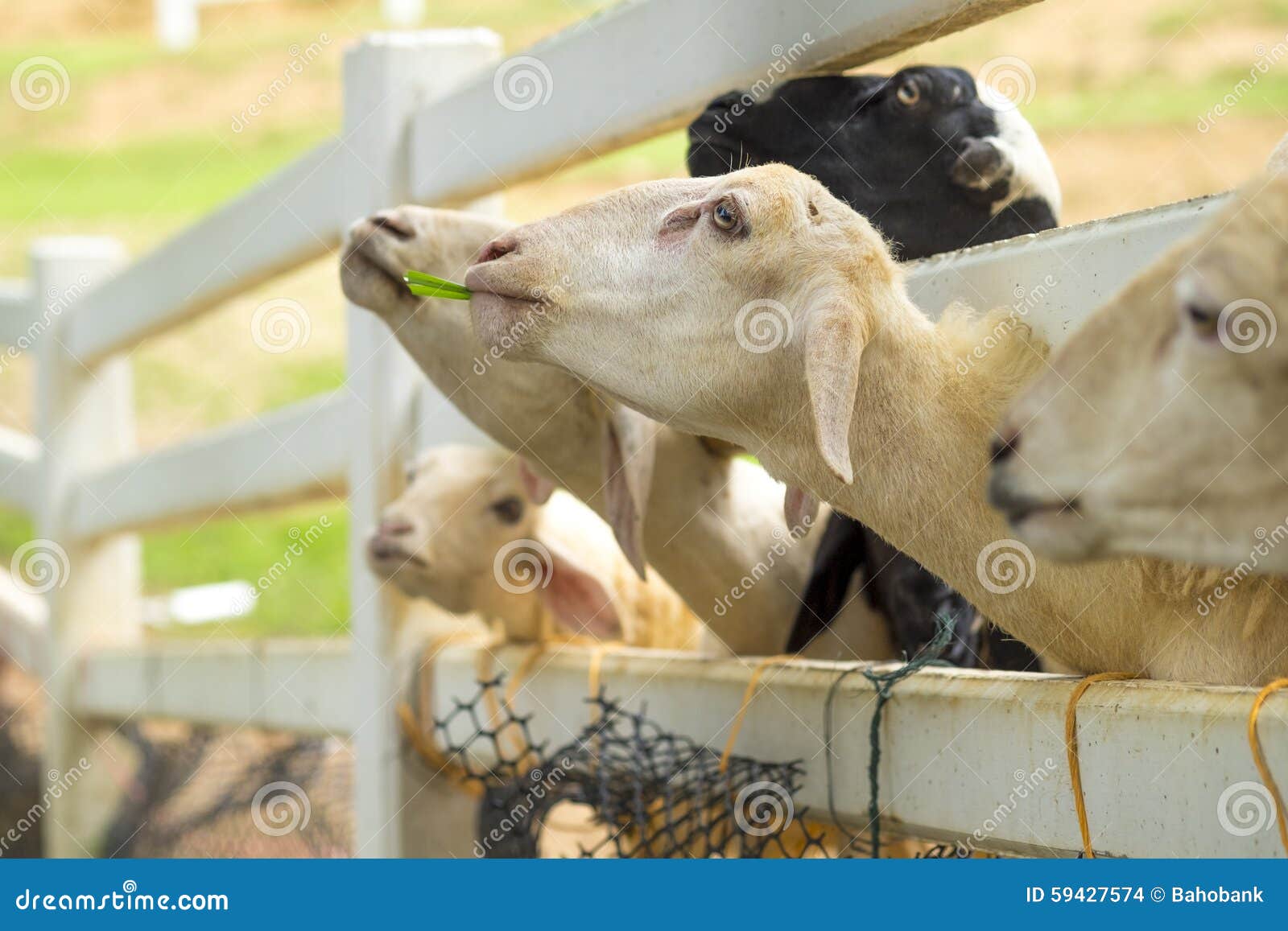 Goat in the paddock stock photo. Image of field, cute - 59427574