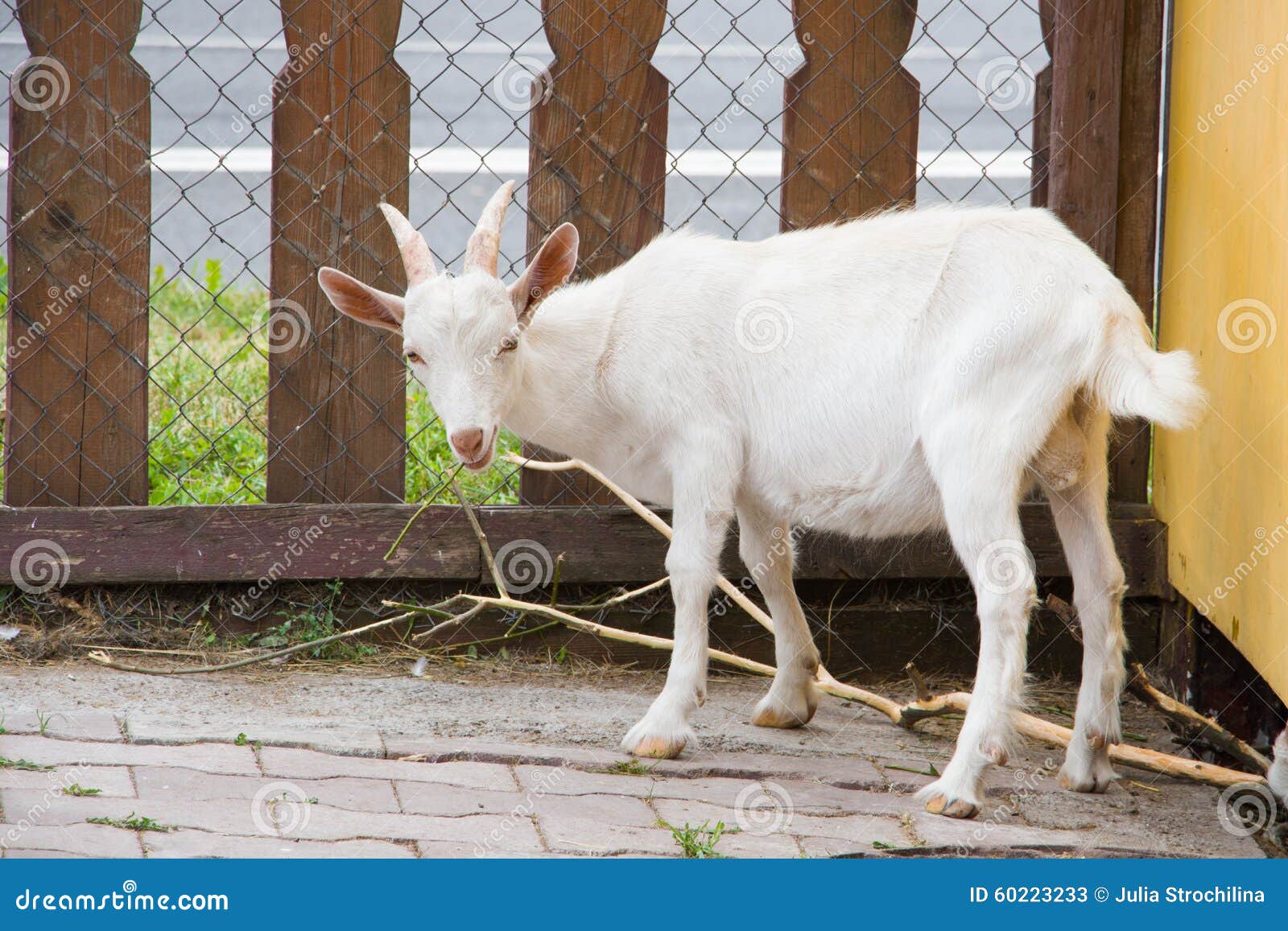 Goat in the Paddock Chewing on a Branch Stock Image - Image of clear ...