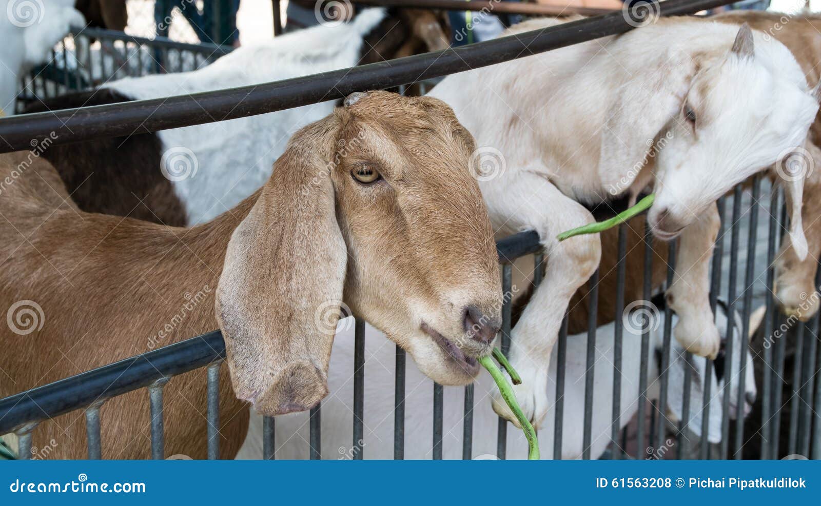 Goat in the paddock stock photo. Image of country, autumn - 61563208