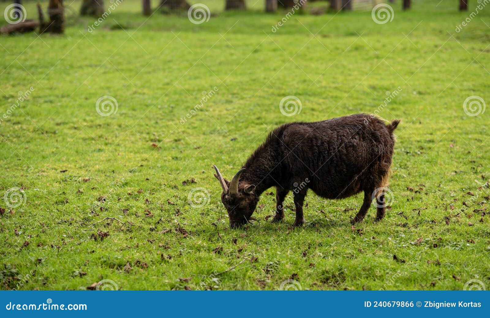 Goat on paddock stock photo. Image of looking, grass - 240679866