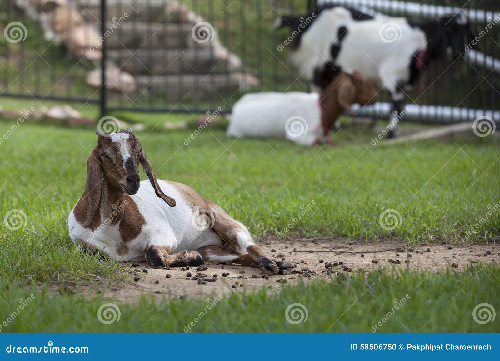 Goat in the paddock farm. stock photo. Image of economy - 58506750