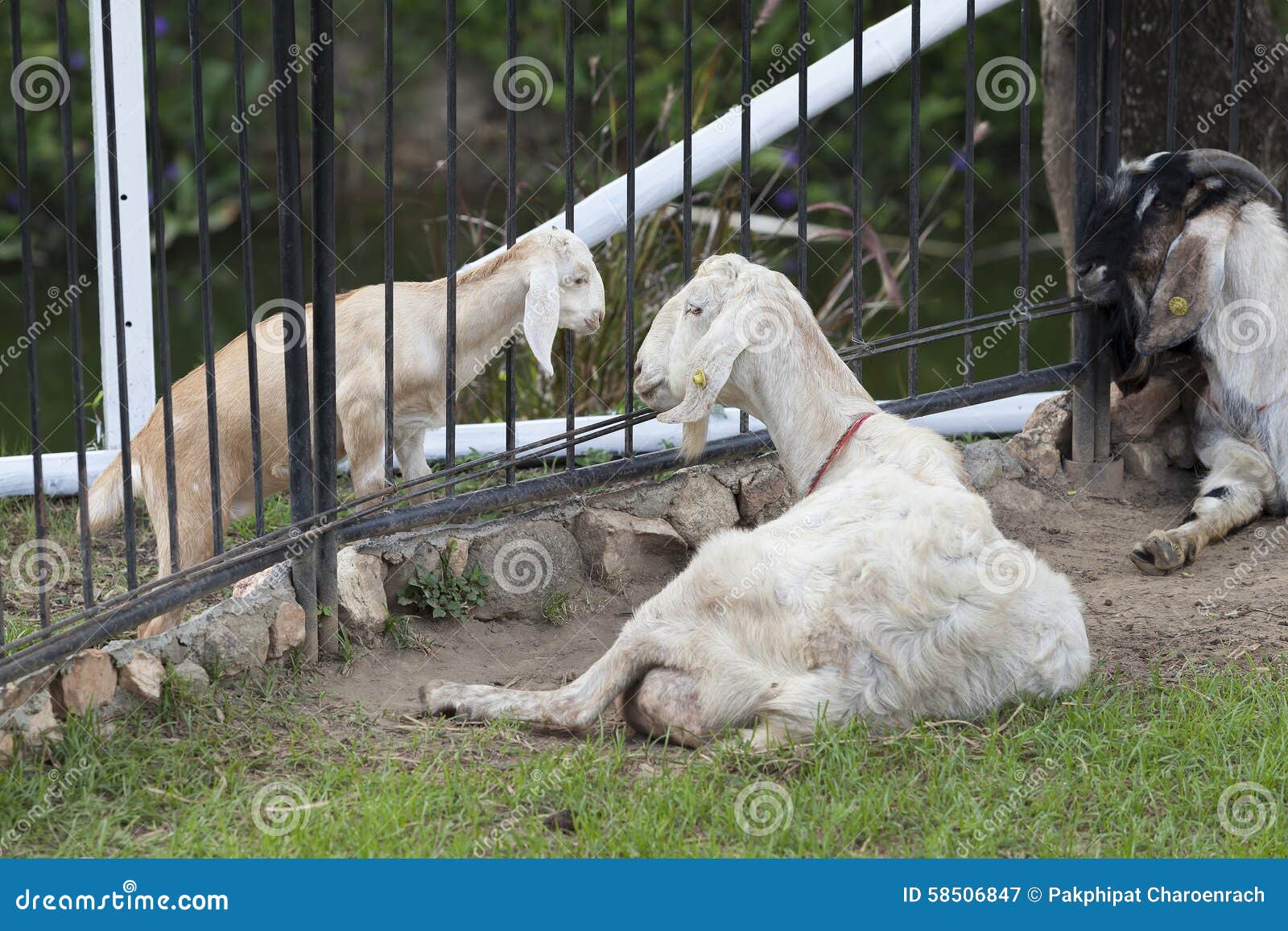 Goat in the paddock farm. stock image. Image of drove - 58506847