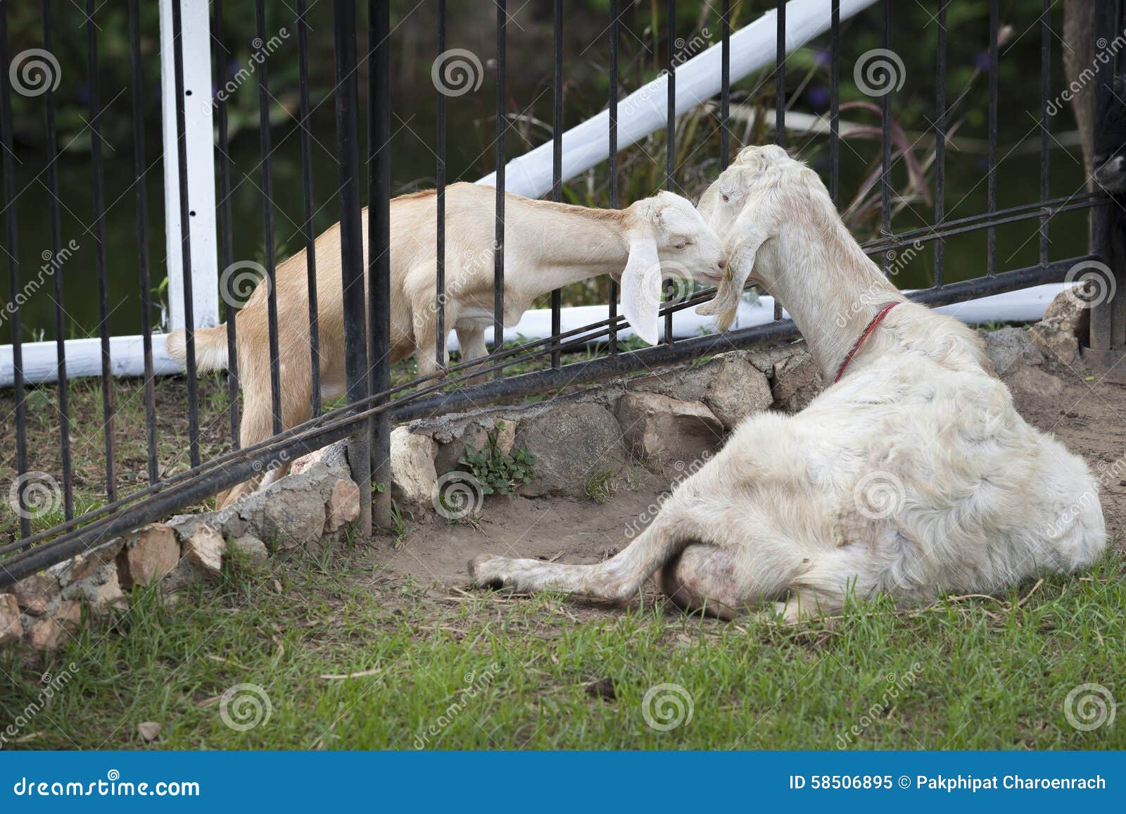 Goat in the paddock farm. stock image. Image of animal - 58506895
