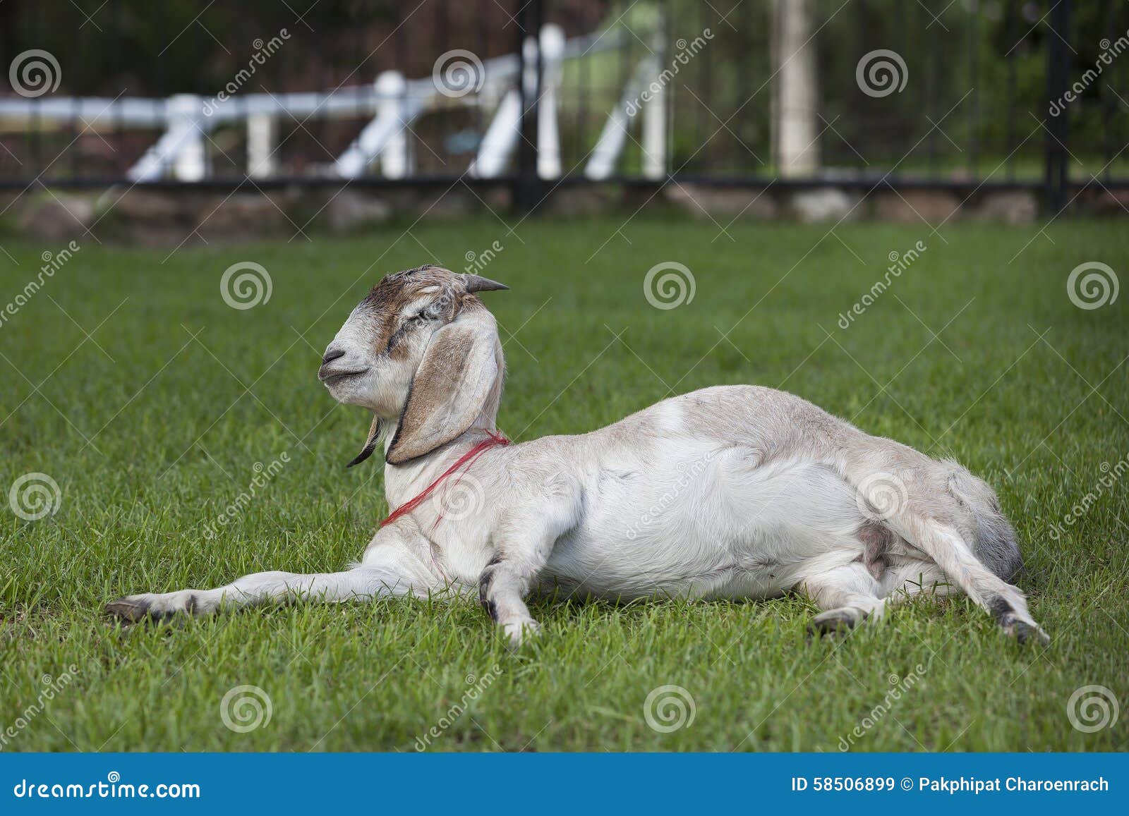 Goat in the paddock farm. stock image. Image of herbage - 58506899