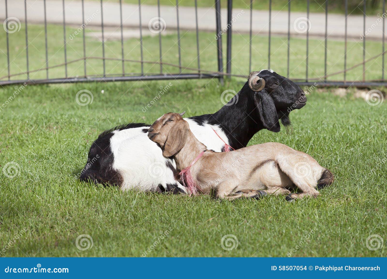 Goat in the paddock farm. stock photo. Image of animal - 58507054