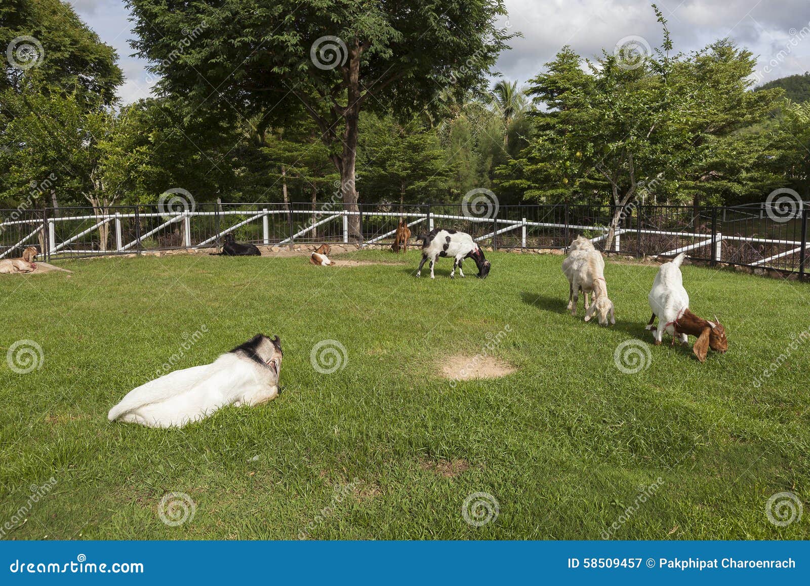 Goat in the paddock farm. stock image. Image of farm - 58509457