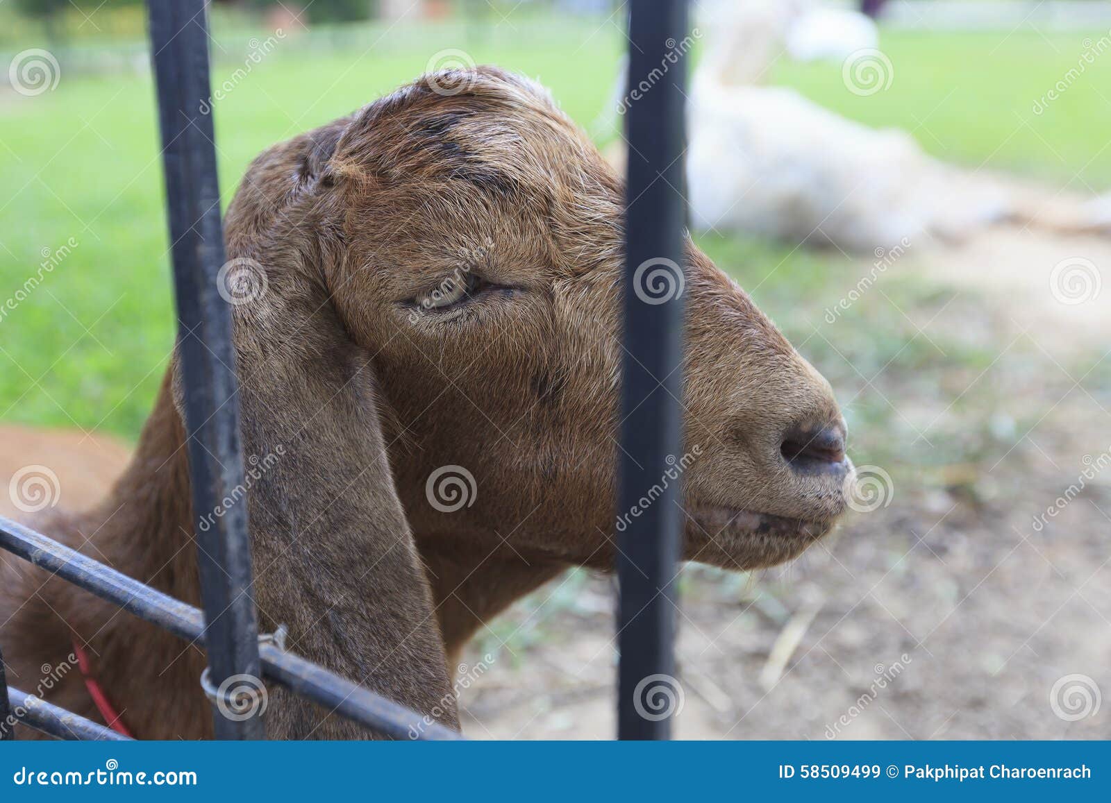 Goat in the paddock farm. stock image. Image of economy - 58509499