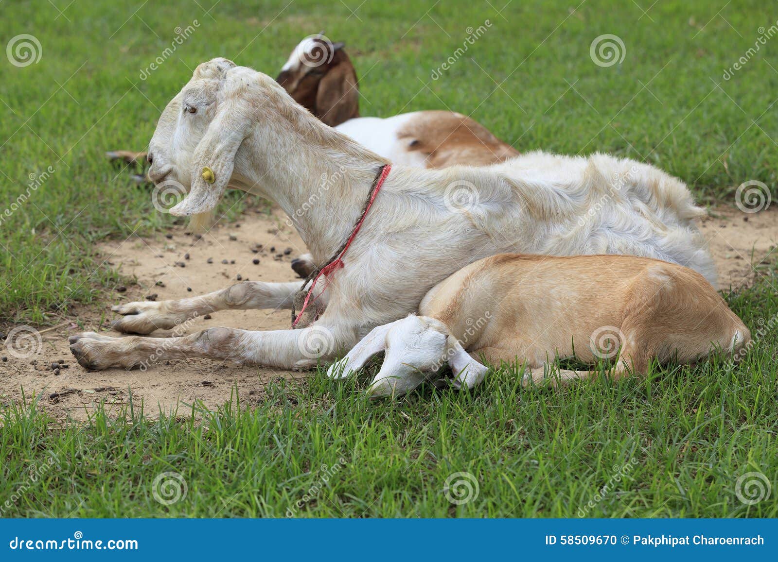 Goat in the paddock farm. stock photo. Image of livestock - 58509670