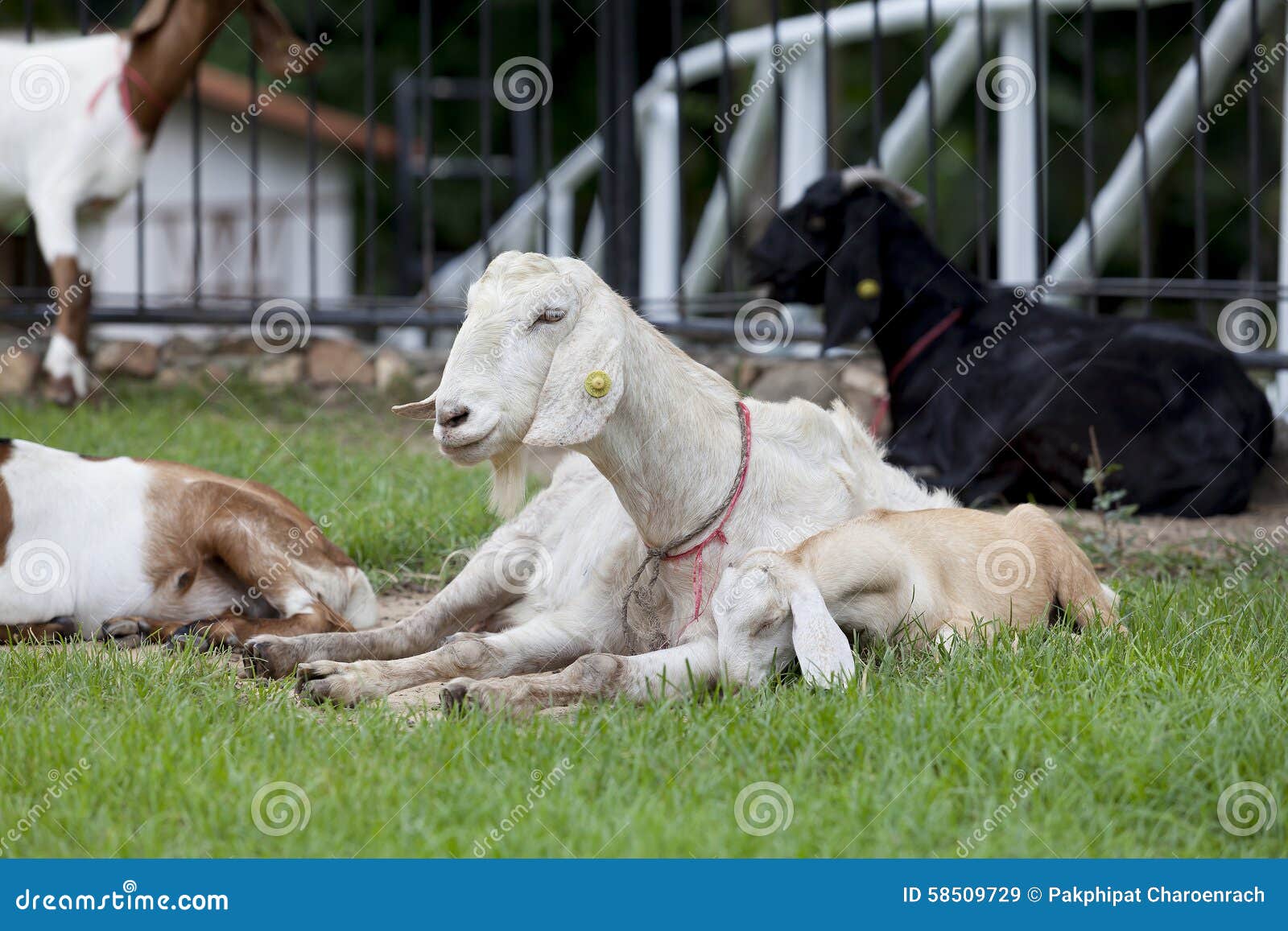 Goat in the paddock farm. stock image. Image of herbage - 58509729