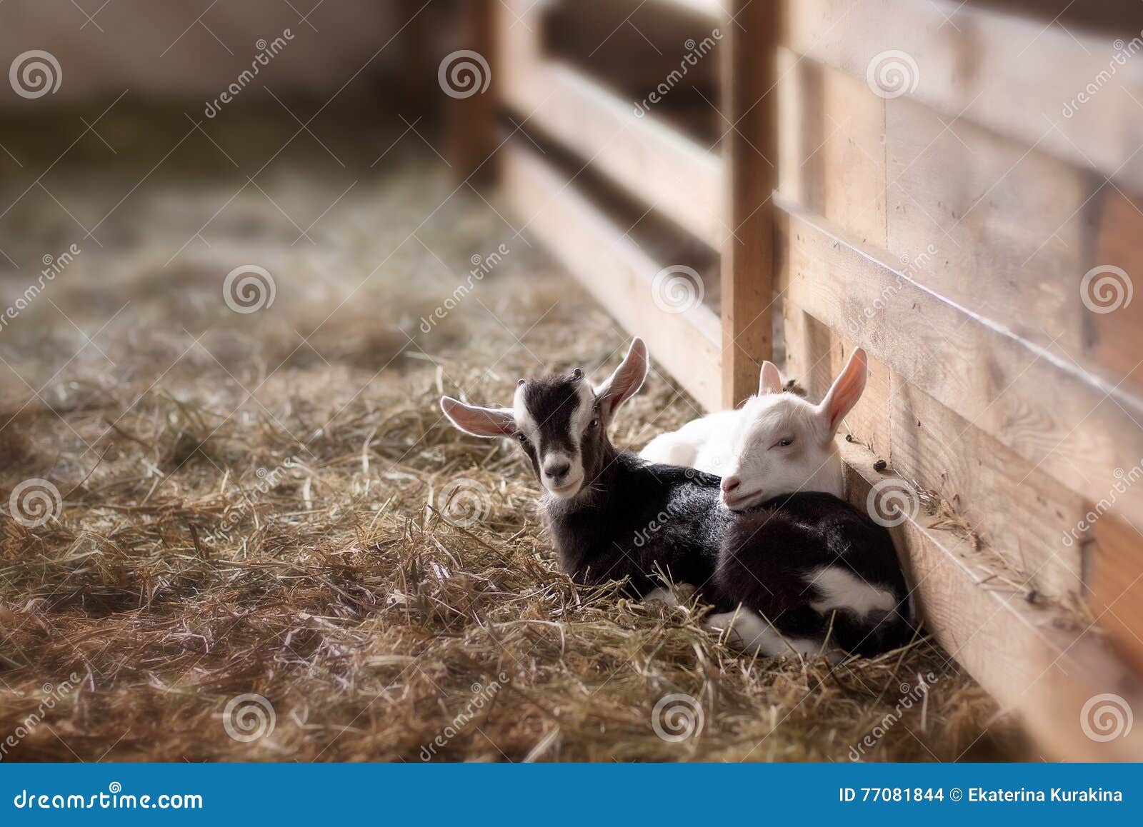 Goat in the paddock stock photo. Image of leash, domestic - 77081844