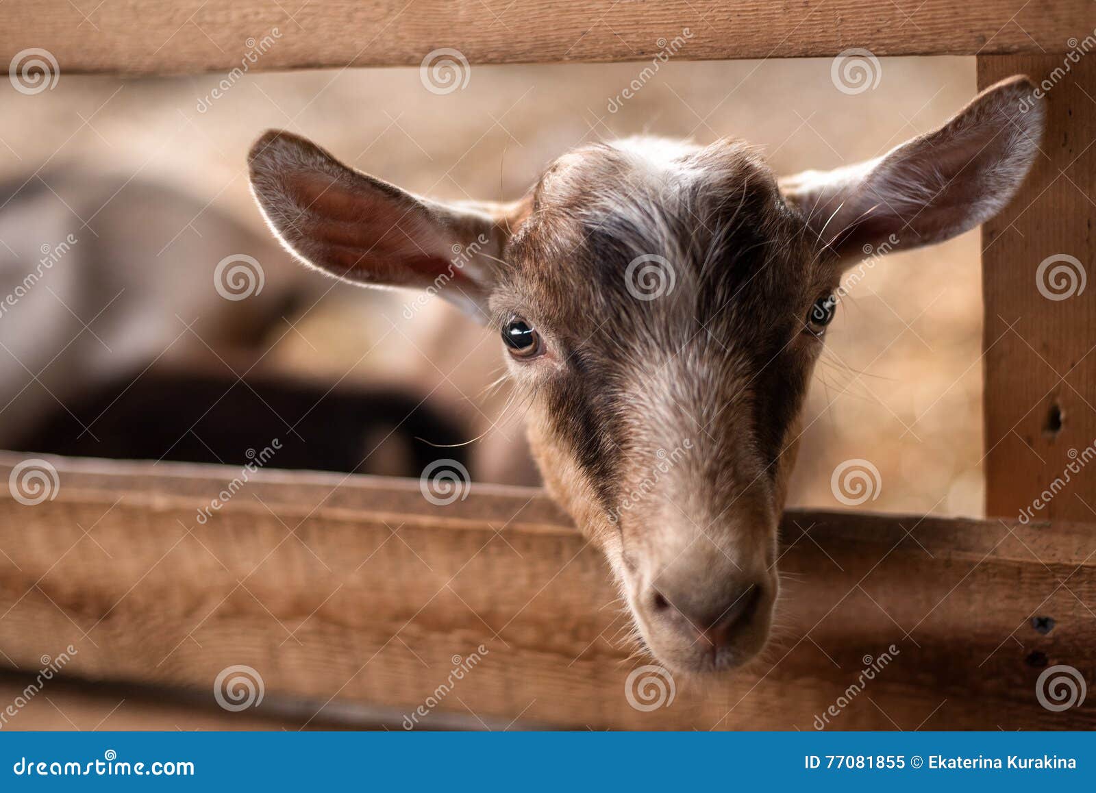 Goat in the paddock stock image. Image of animal, domestic - 77081855