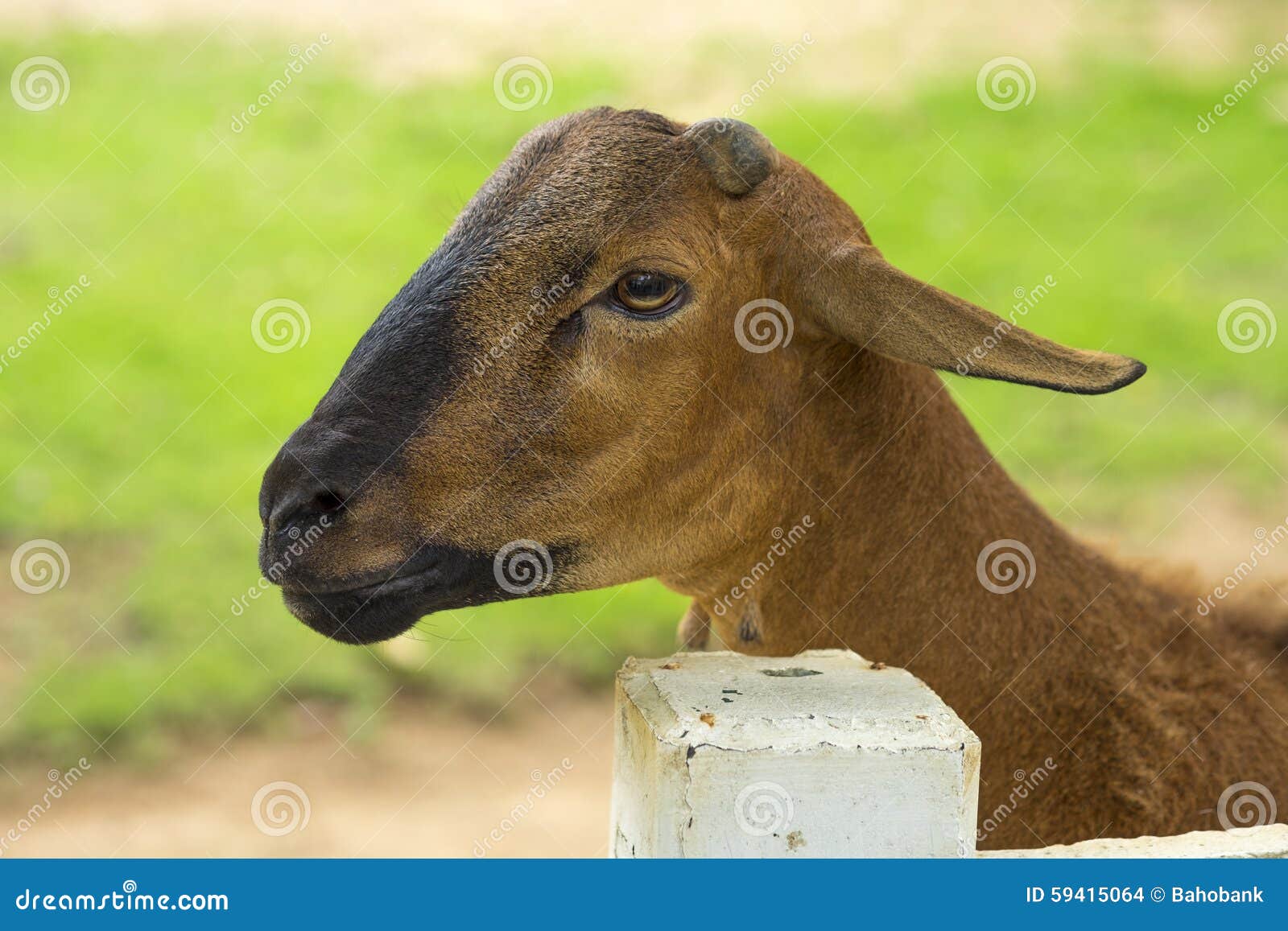 Goat in the paddock stock photo. Image of graze, clouds - 59415064