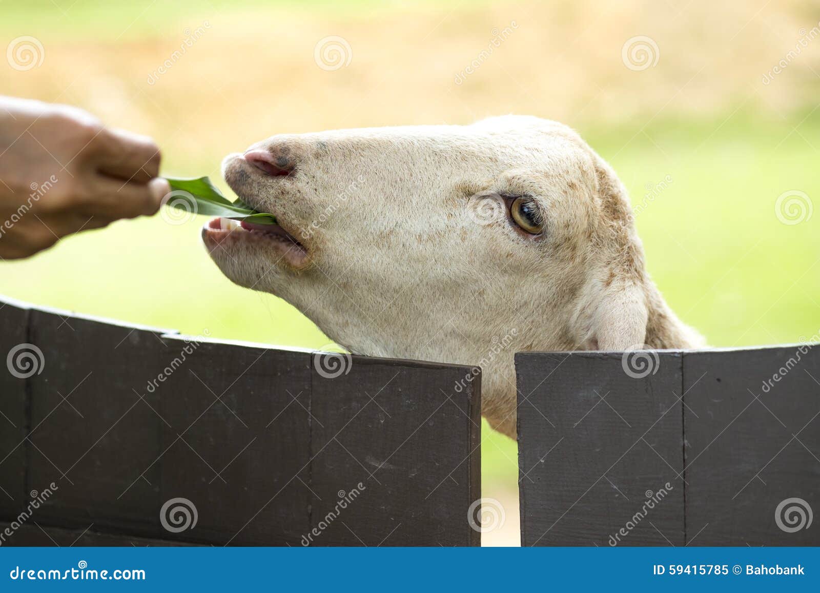 Goat in the paddock stock image. Image of horn, goat - 59415785