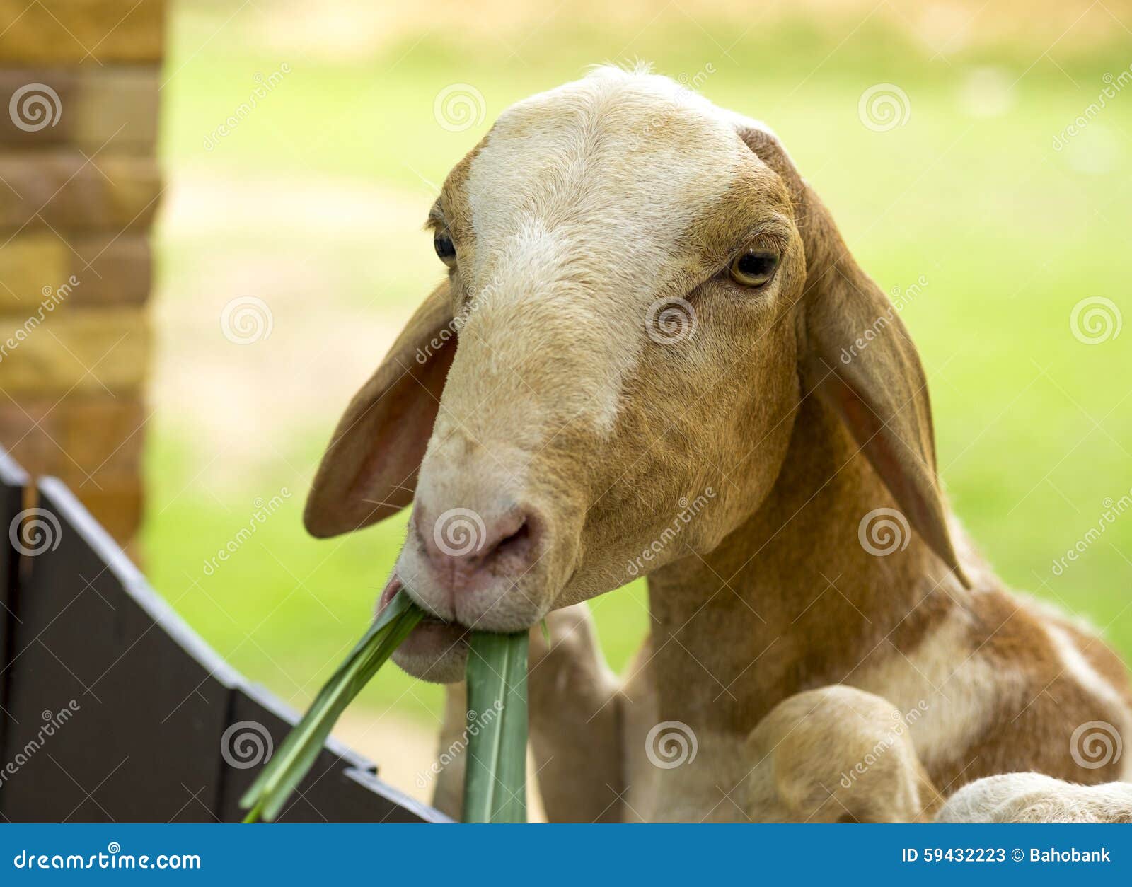 Goat in the paddock stock image. Image of cute, bottle - 59432223