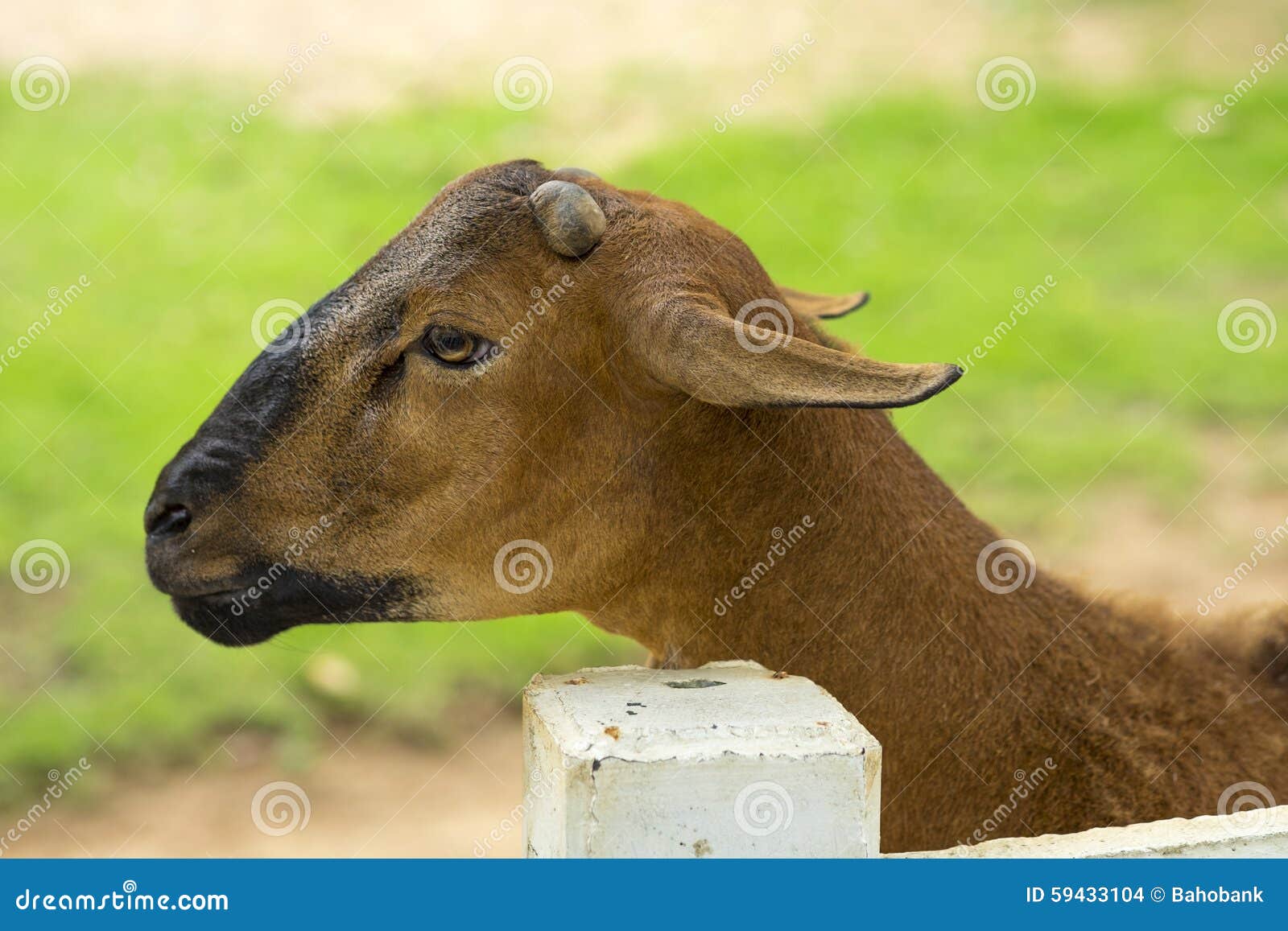 Goat in the paddock stock photo. Image of face, leash - 59433104