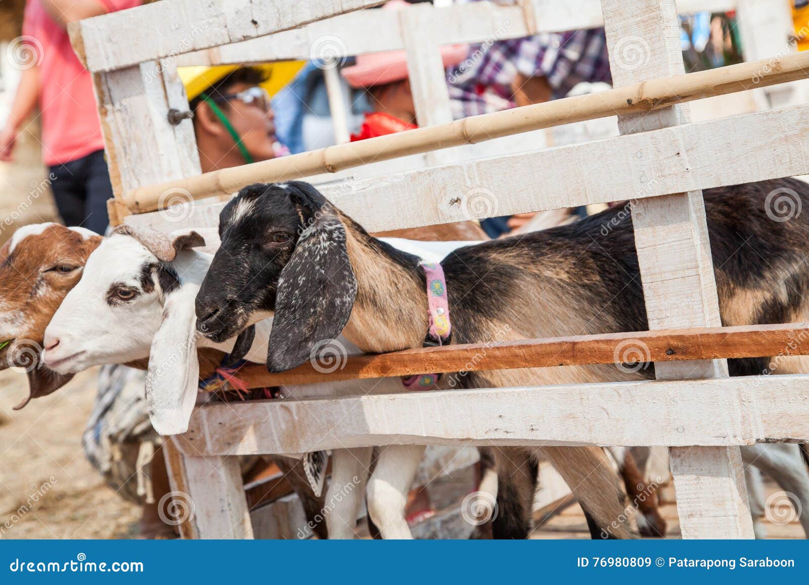 Goat in the paddock stock image. Image of country, animal - 76980809