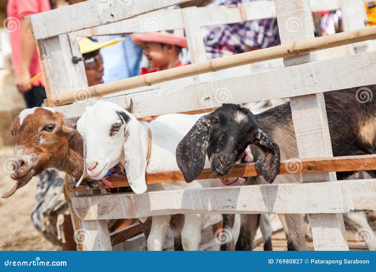 Goat in the paddock stock image. Image of feeding, farmland - 76980827