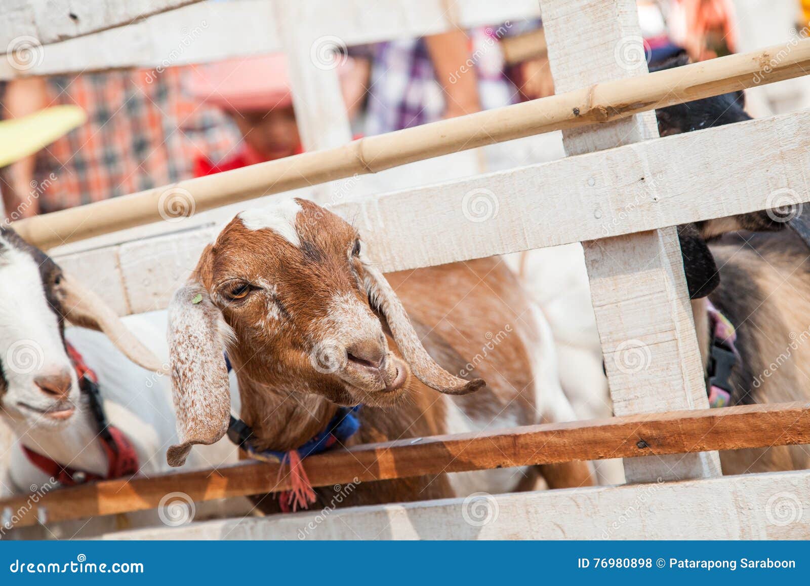 Goat in the paddock stock photo. Image of autumn, front - 76980898