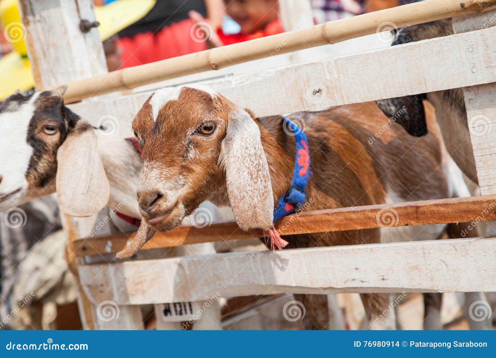 Goat in the paddock stock photo. Image of animals, female - 76980914