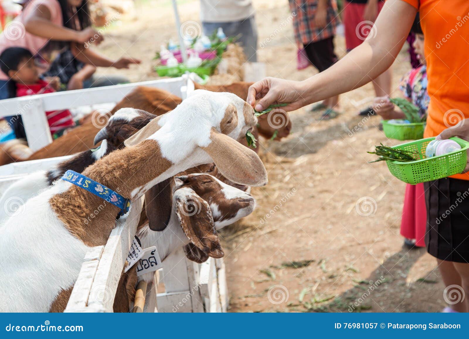 Goat in the paddock stock image. Image of animal, funny - 76981057