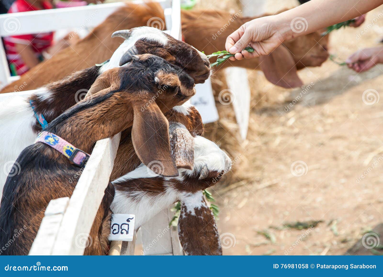 Goat in the paddock stock photo. Image of front, feeding - 76981058