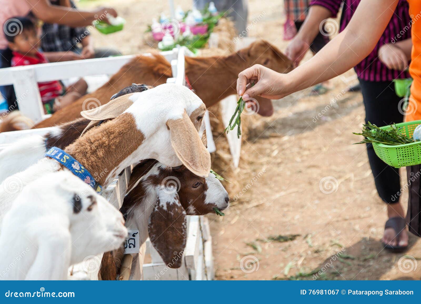 Goat in the paddock stock image. Image of baby, eyes - 76981067