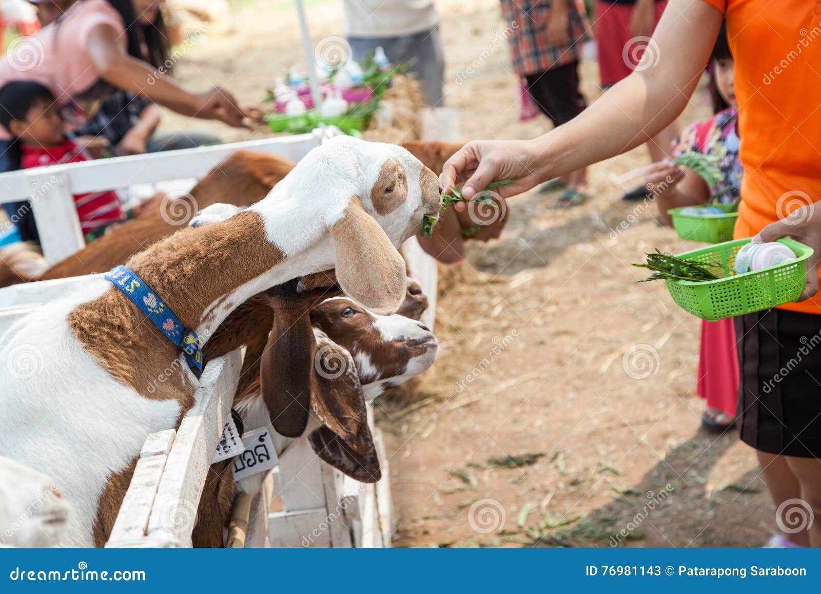 Goat in the paddock stock image. Image of grass, animal - 76981143