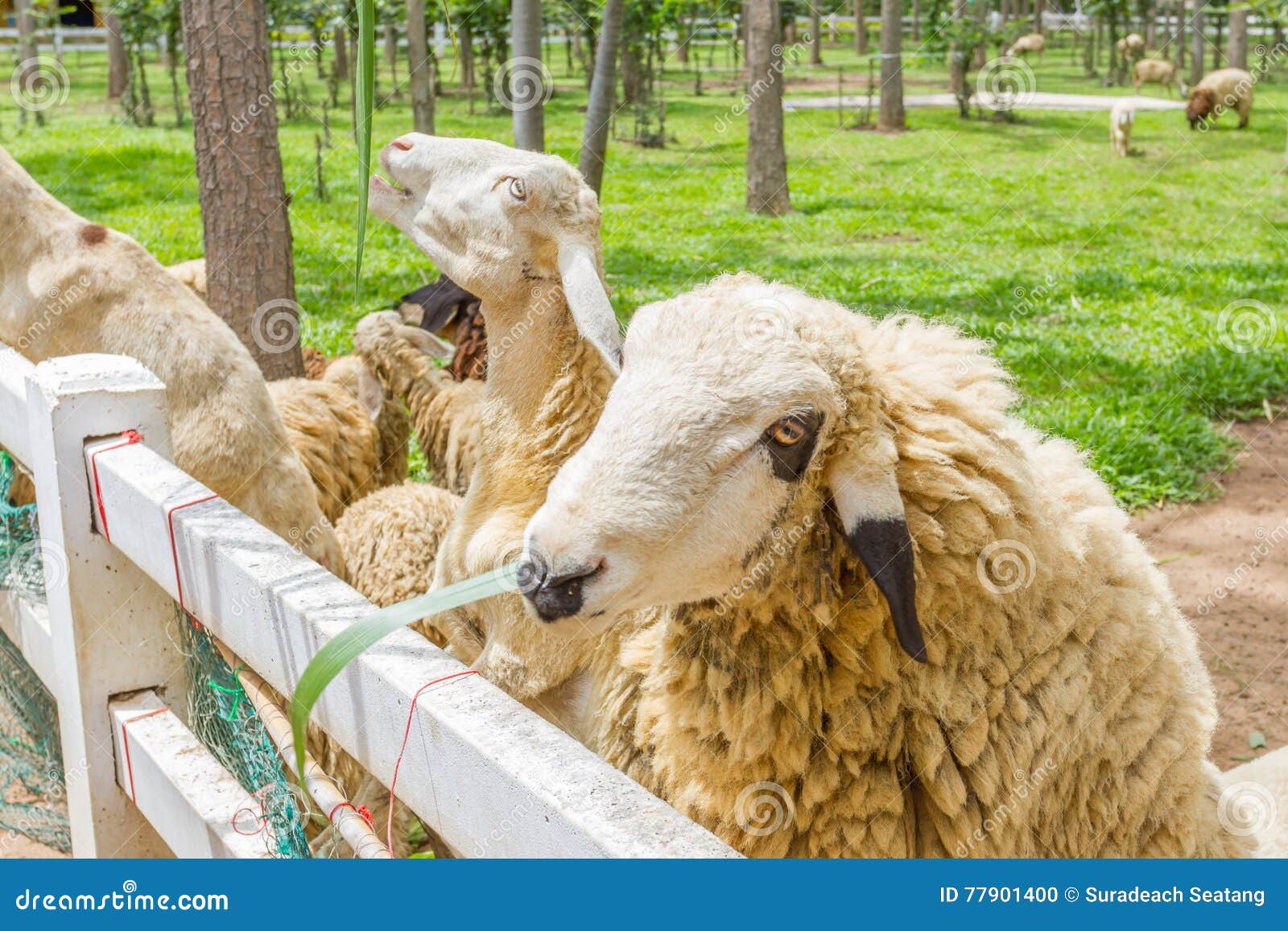 Goat in the paddock stock photo. Image of thailand, paddock - 77901400