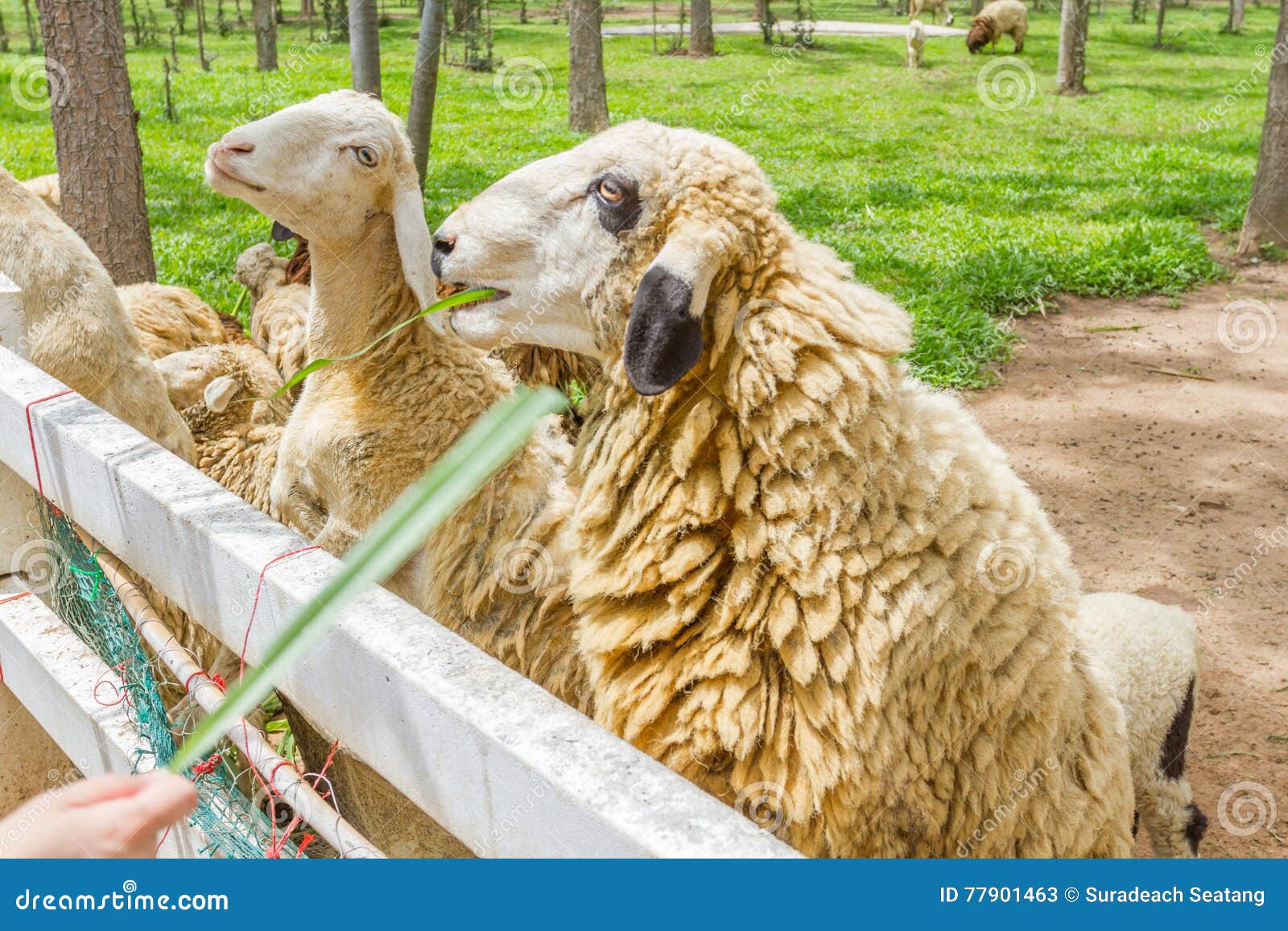 Goat in the paddock stock image. Image of snout, thailand - 77901463