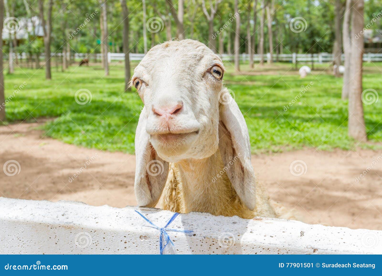 Goat in the paddock stock image. Image of thailand, paddock - 77901501