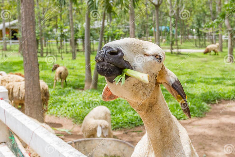 Goat in the paddock stock photo. Image of sheep, animal - 77901576