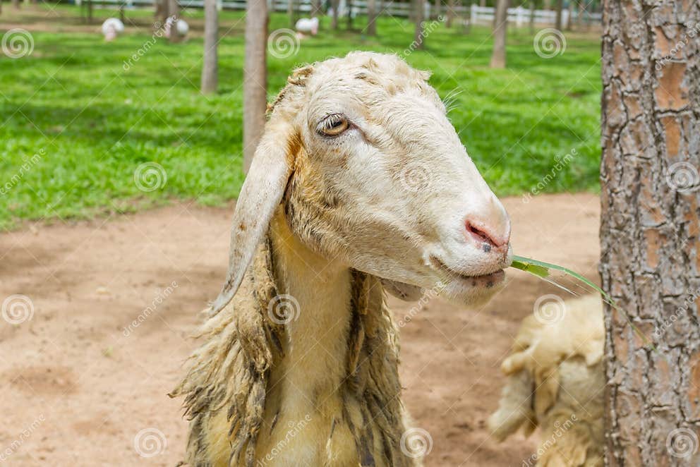 Goat in the paddock stock image. Image of nature, pasture - 77901605