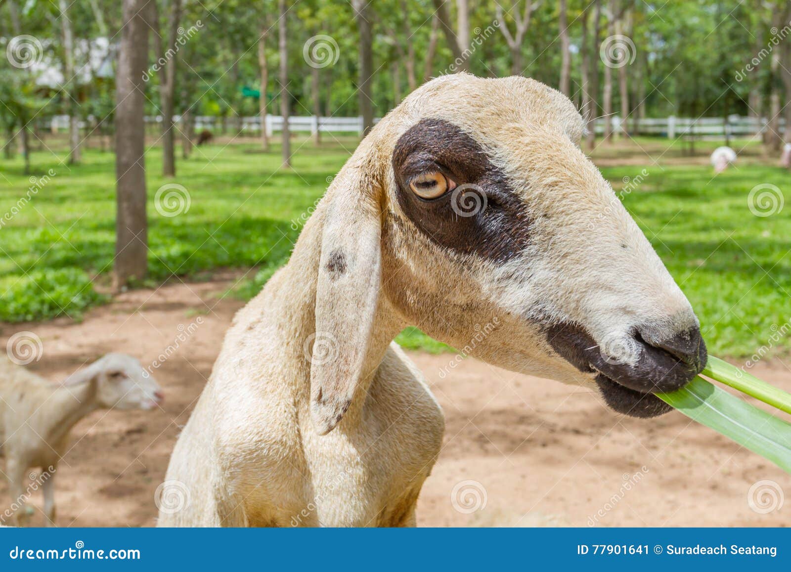 Goat in the paddock stock image. Image of paddock, sheep - 77901641