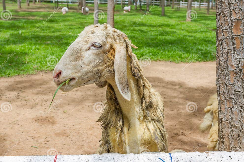 Goat in the paddock stock image. Image of sheep, animal - 77901695