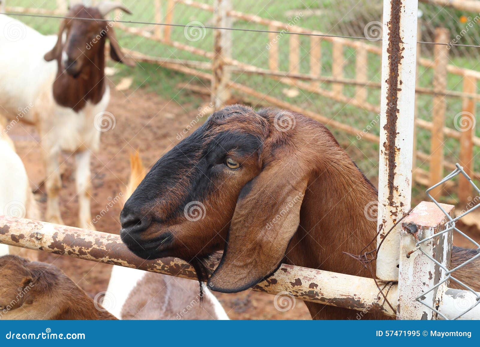 Goat in the paddock stock image. Image of farm, mammal - 57471995