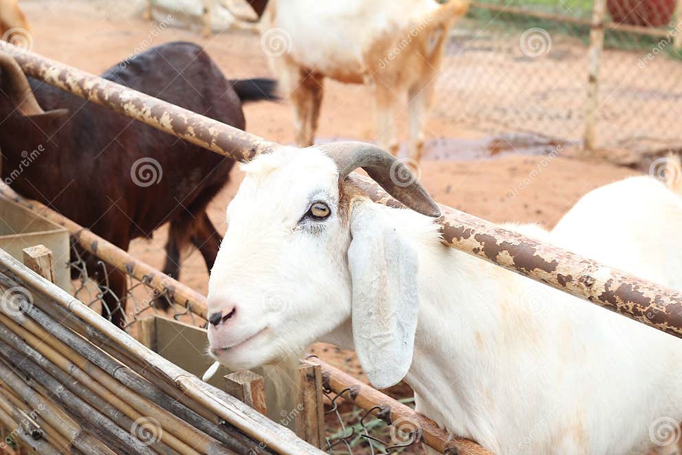 Goat in the paddock stock image. Image of funny, cute - 57472227