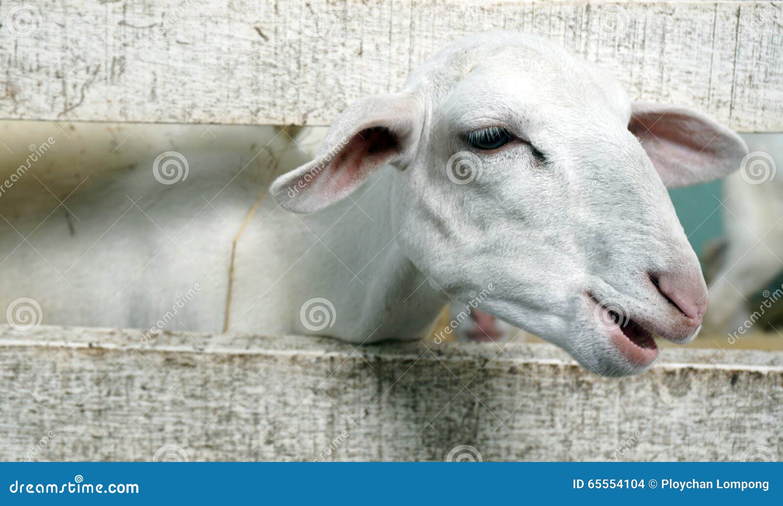 Goat in the paddock stock photo. Image of horned, domestic - 65554104