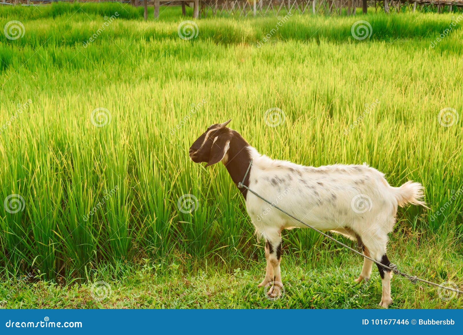 Goat in Paddy Field.Thailand. Stock Photo - Image of garden, field ...