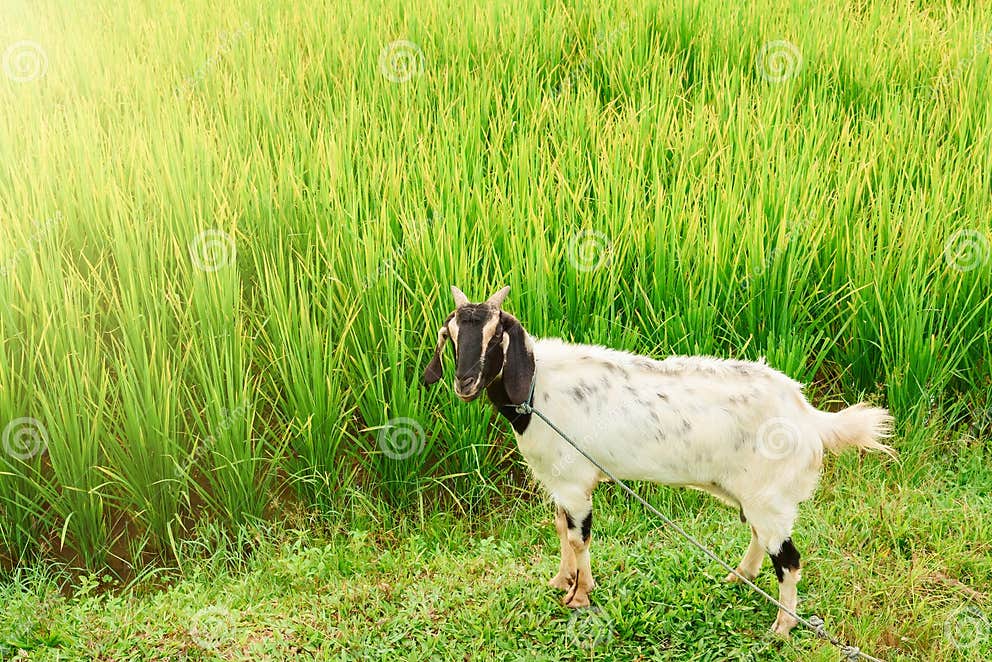 Goat in Paddy Field.Thailand. Stock Photo - Image of farmer, bright ...